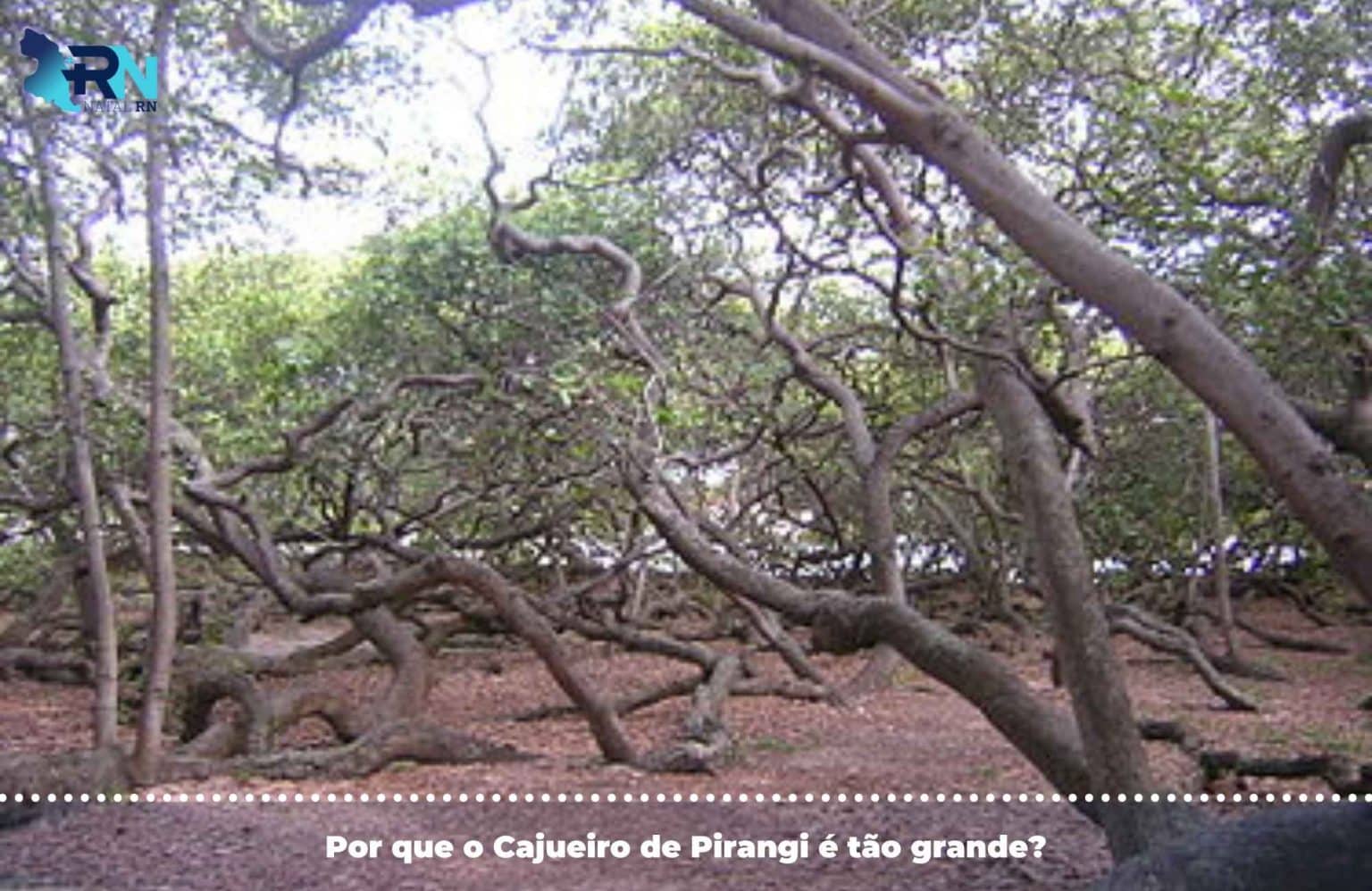 Cajueiro de Pirangi: um cajueiro gigante - Natal RN