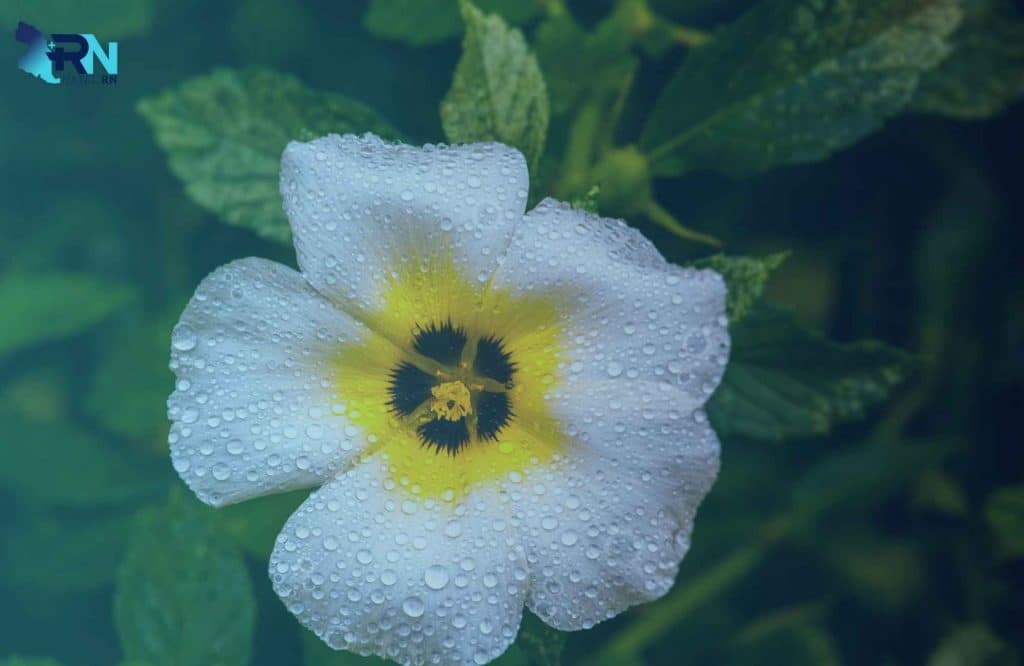 Chanana: conheça a flor símbolo de Natal - Natal RN