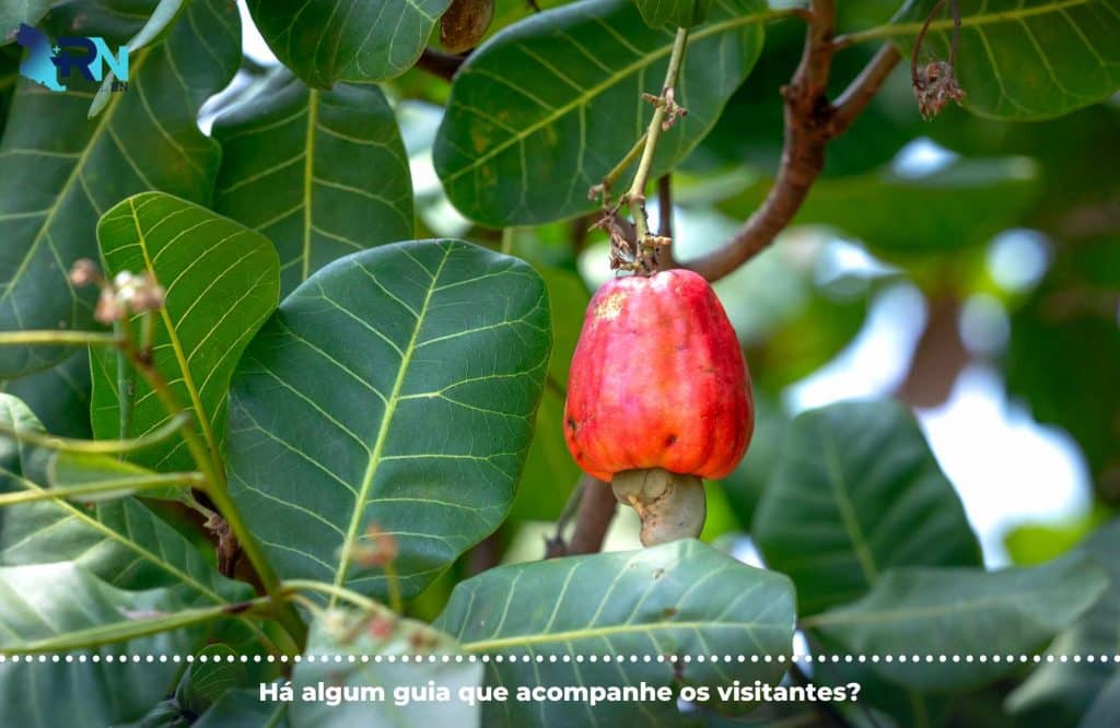 Como conhecer o maior cajueiro do mundo em Pirangi RN? - Natal RN